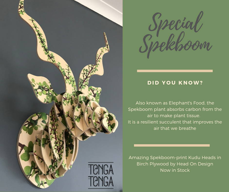 Special Spekboom – Tenga Tenga